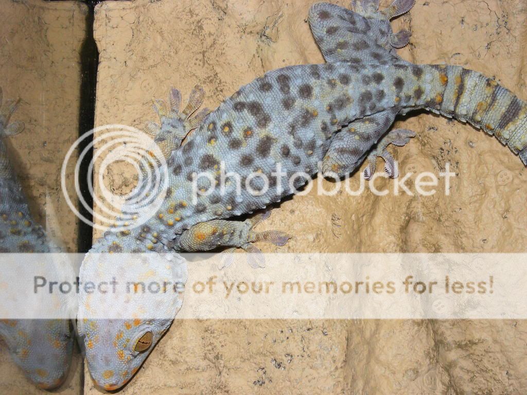 Tokay Gecko Morphs | Reptile Forums
