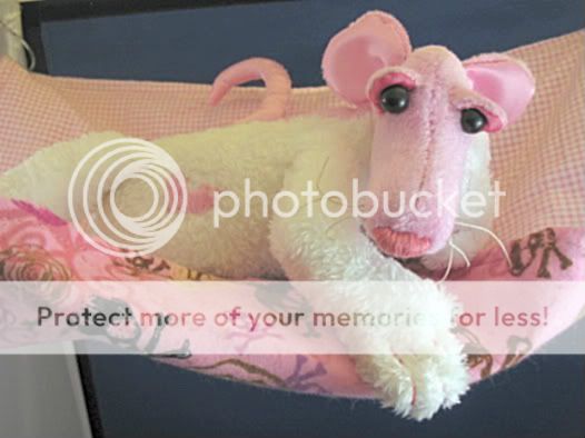 Moncton Rescue Update | The Rat Shack - Pet Rat Forum