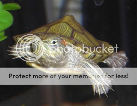 Redearslider.com :: View topic - How my Filbert has grown.