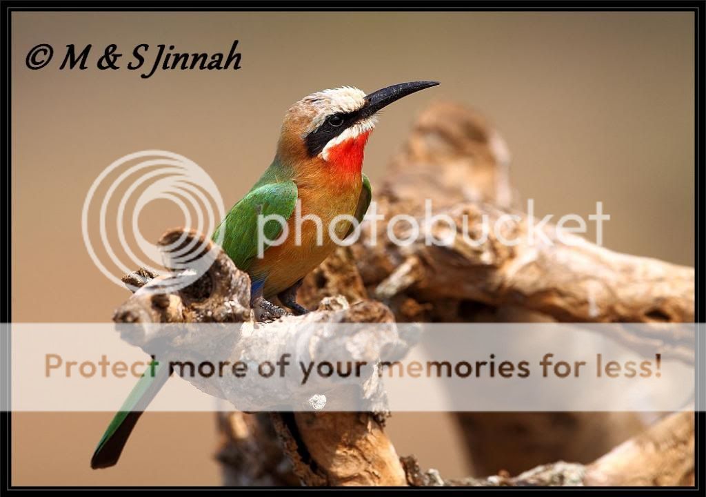 Bee Eaters of South Africa - Africa birds - Safaritalk